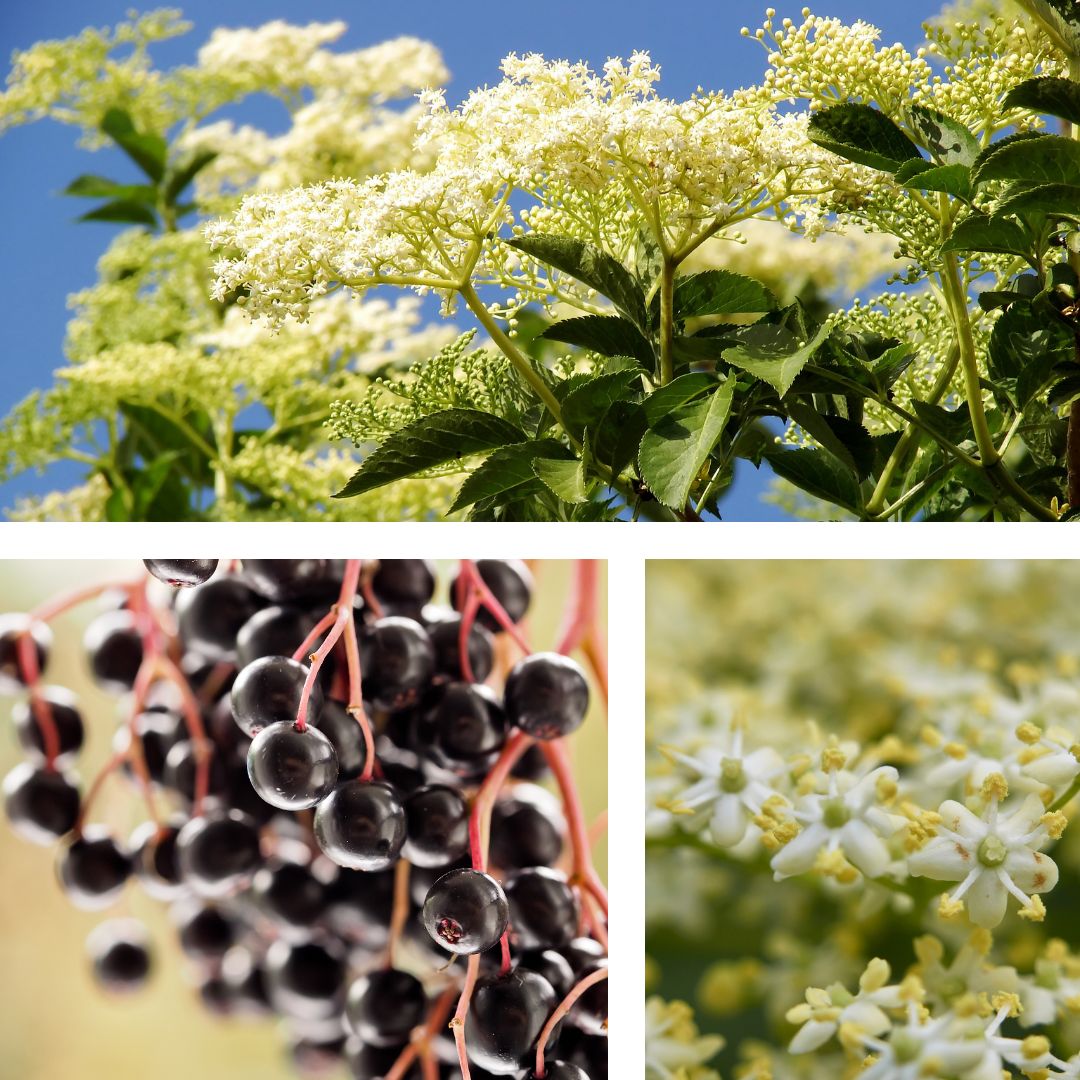 A Bodza varázsa: Fedezd fel a gyógyító erejét és kulináris élvezeteit ...